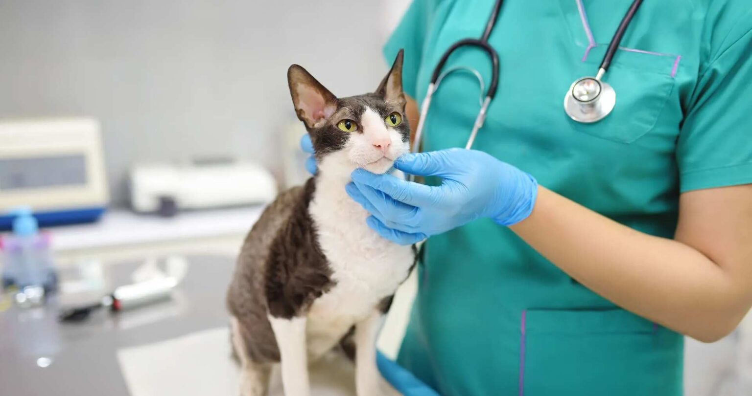 Cloud-Based Veterinary Practice Management System